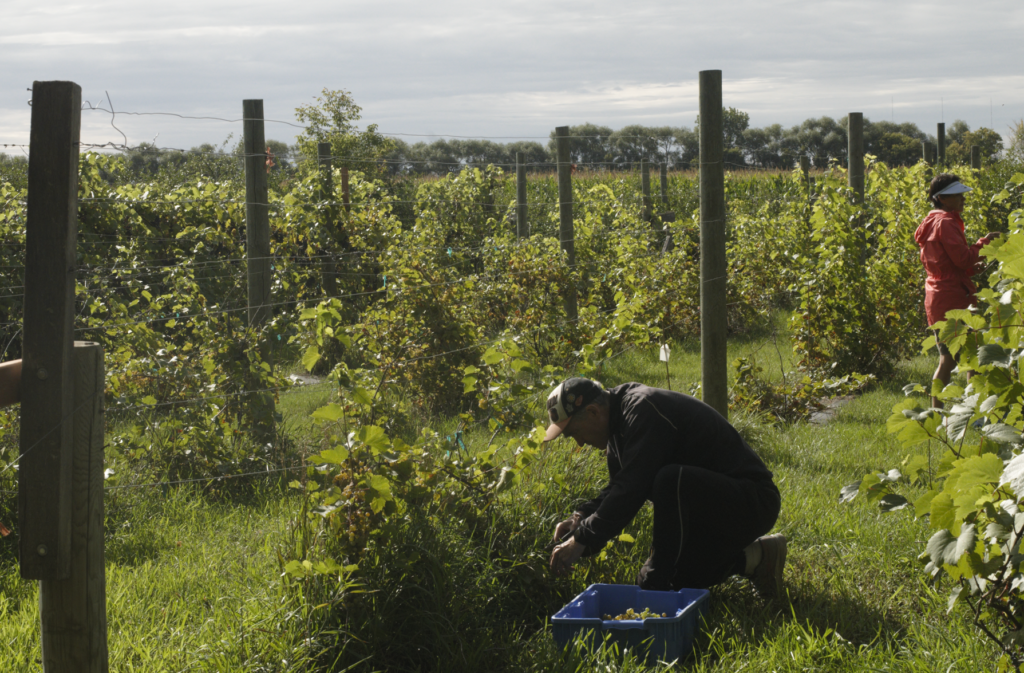 The Shrugging Doctor Vineyard - Shrugging Doctor Beverage Company